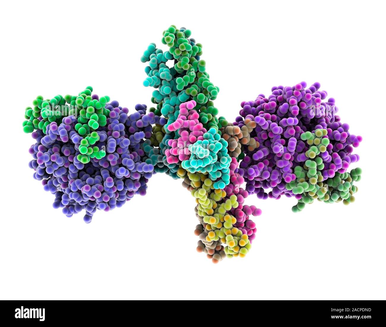 Thrombin complexed with fibrinogen, molecular model. The thrombin ...
