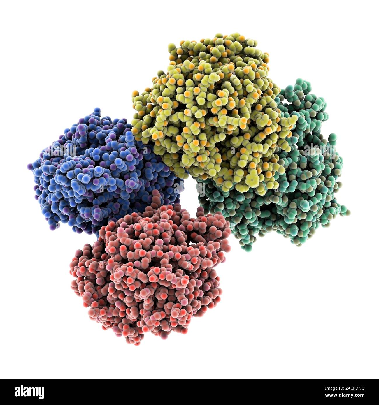 Retinal-producing oxygenase enzyme, molecular model. This enzyme, an ...