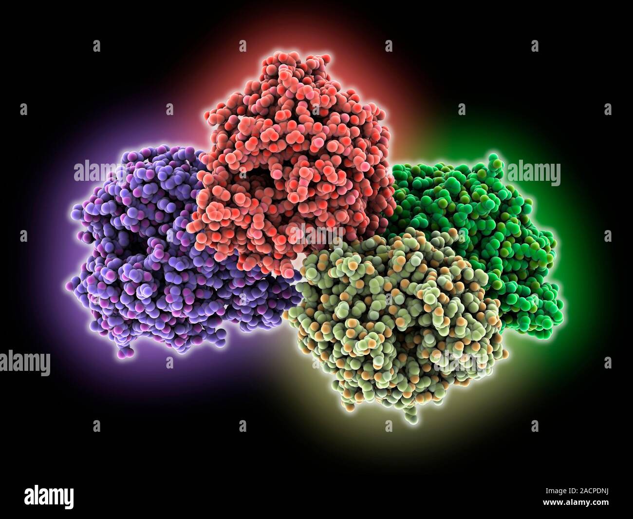 Retinal-producing oxygenase enzyme, molecular model. This enzyme, an ...