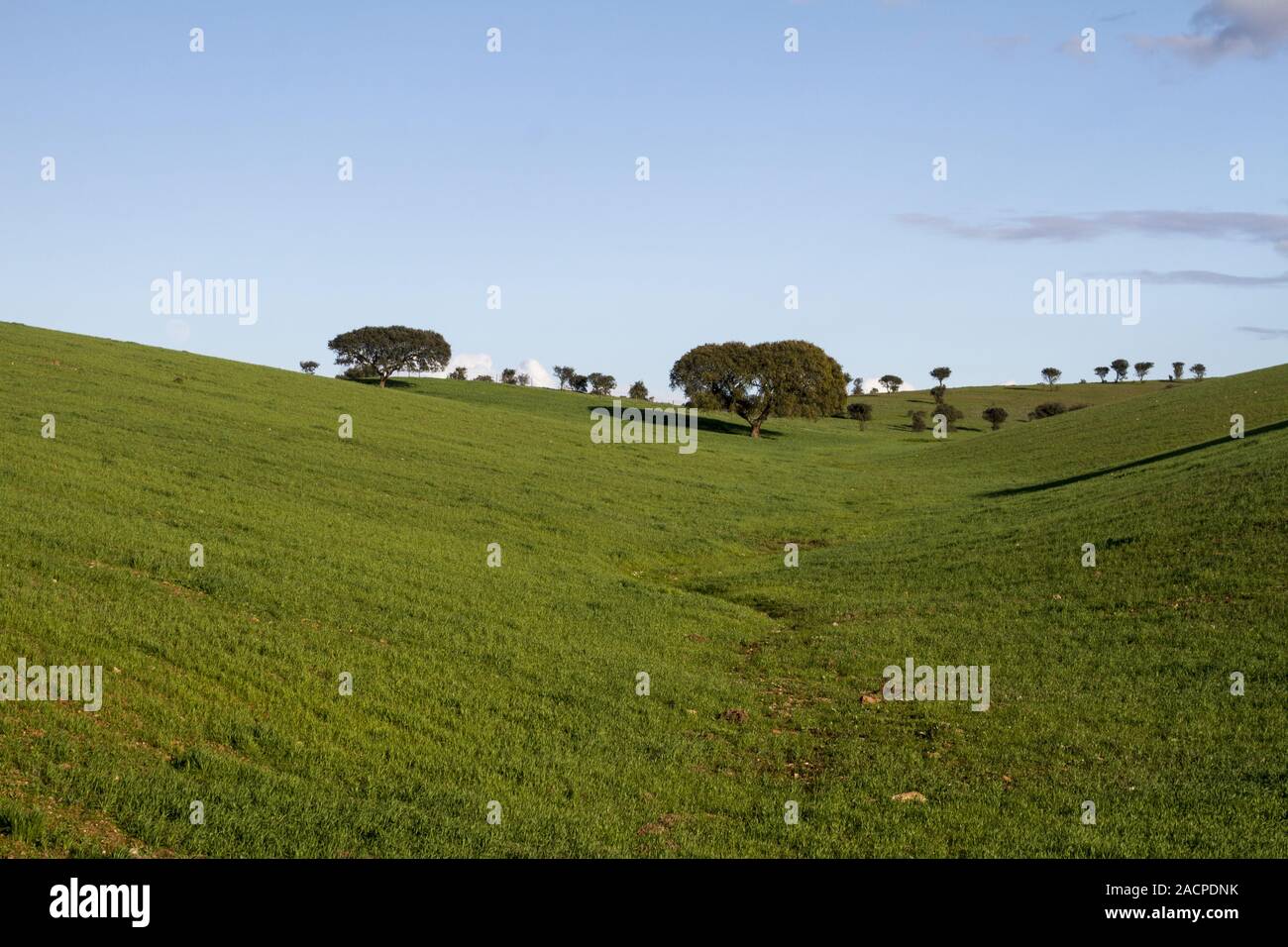 Scattered trees hi-res stock photography and images - Alamy