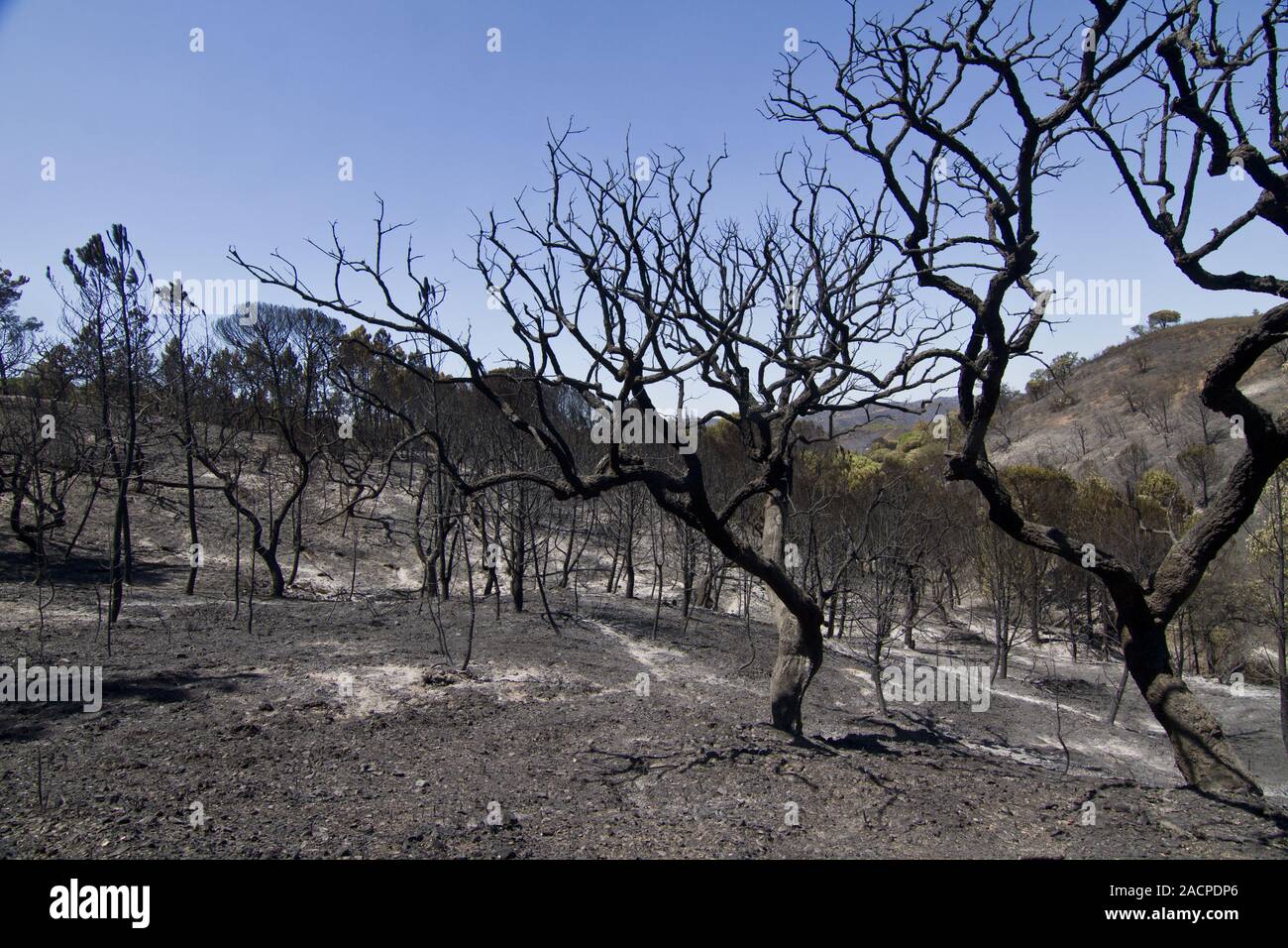 Burned woods hi-res stock photography and images - Alamy