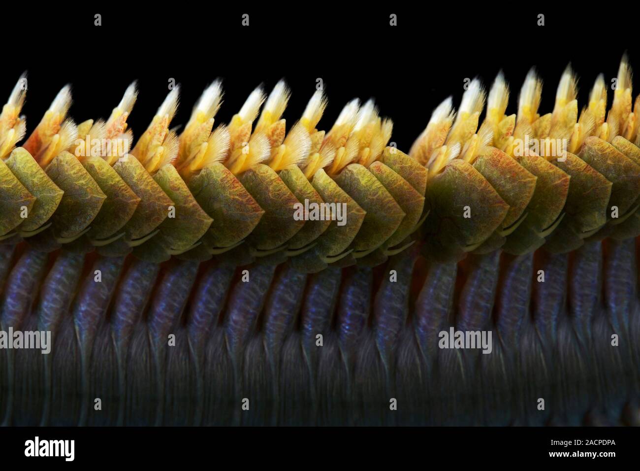 King ragworm (Alitta virens). This is a marine polychaete, a class of ...
