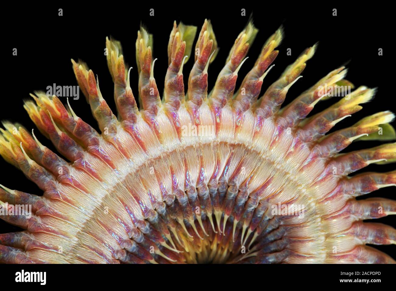 Marine Segmented Worms