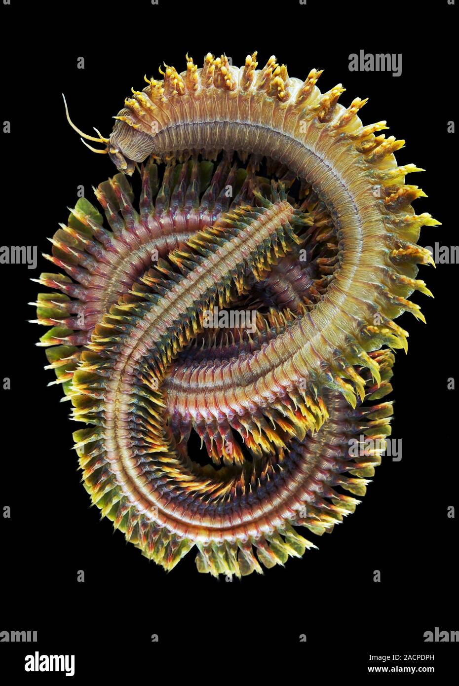 Marine Segmented Worms