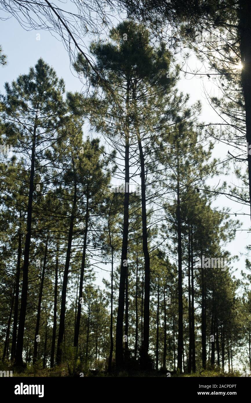 Tall Pine Tree Plantation High Resolution Stock Photography and Images ...