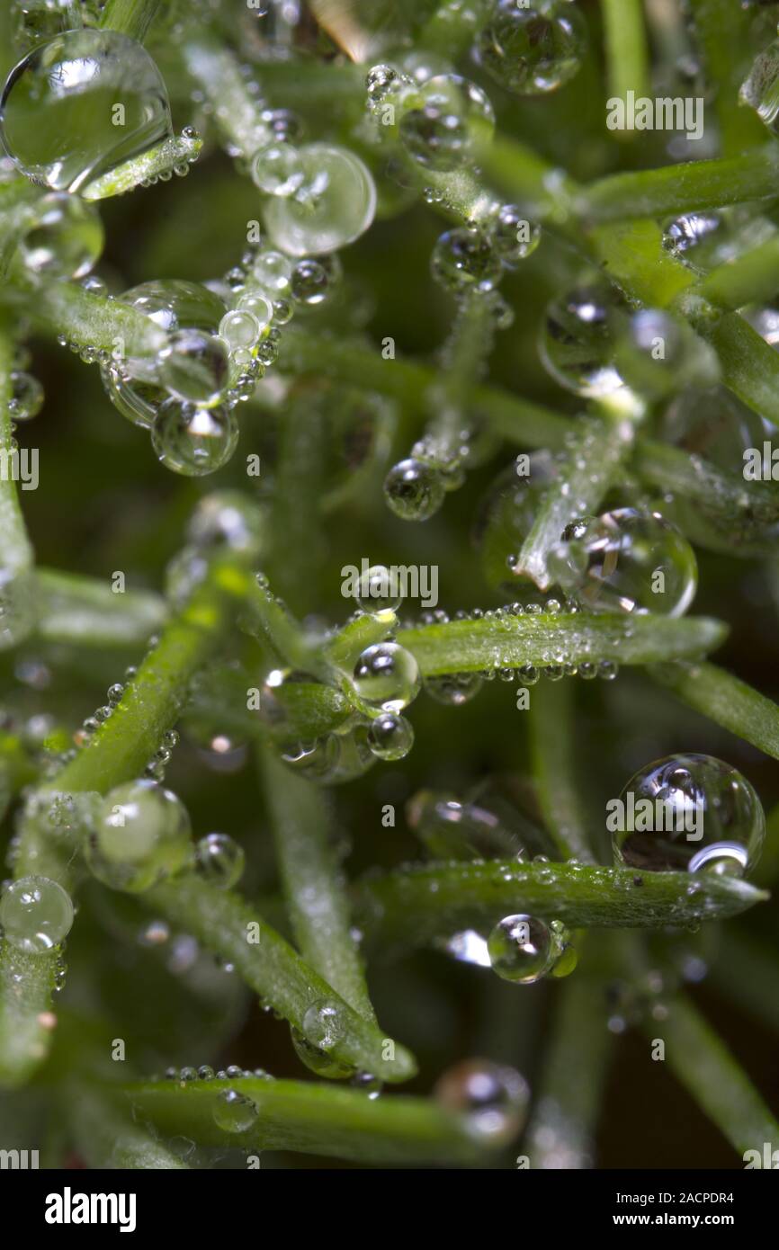 moss grass with morning condensation Stock Photo - Alamy