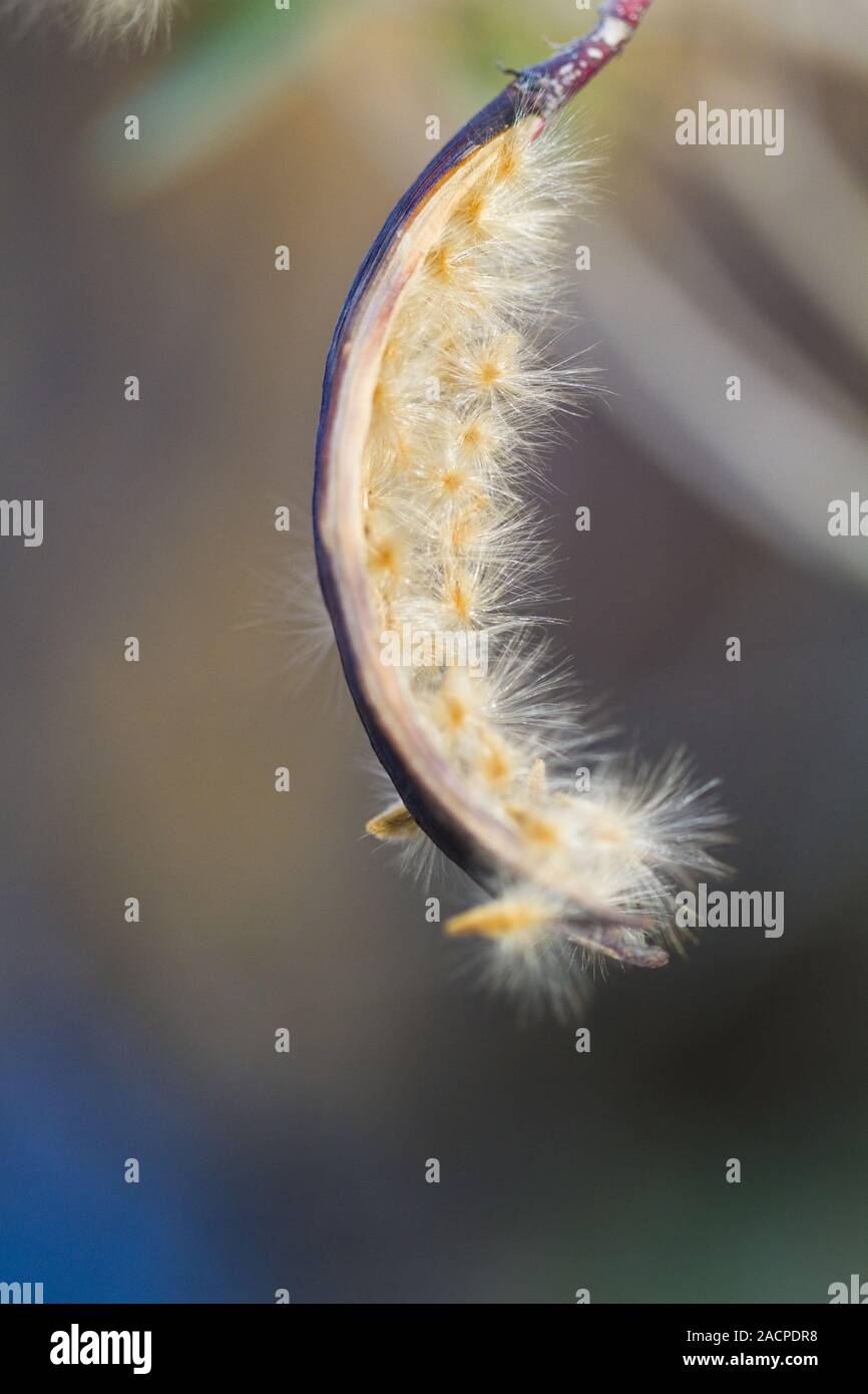 open seed capsule pod of a oleander nerium flower Stock Photo - Alamy