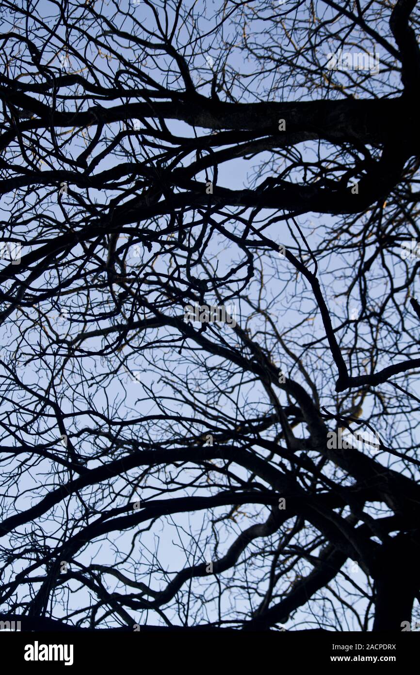 intricacy on tree branches Stock Photo - Alamy