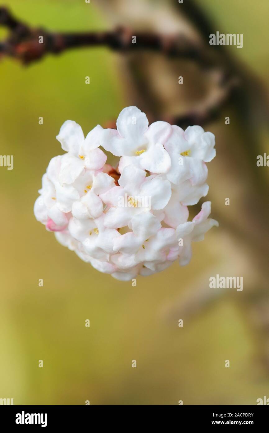 Viburnum farreri syn Viburnum fragrans, Viburnum 'Fragrans Stock Photo ...