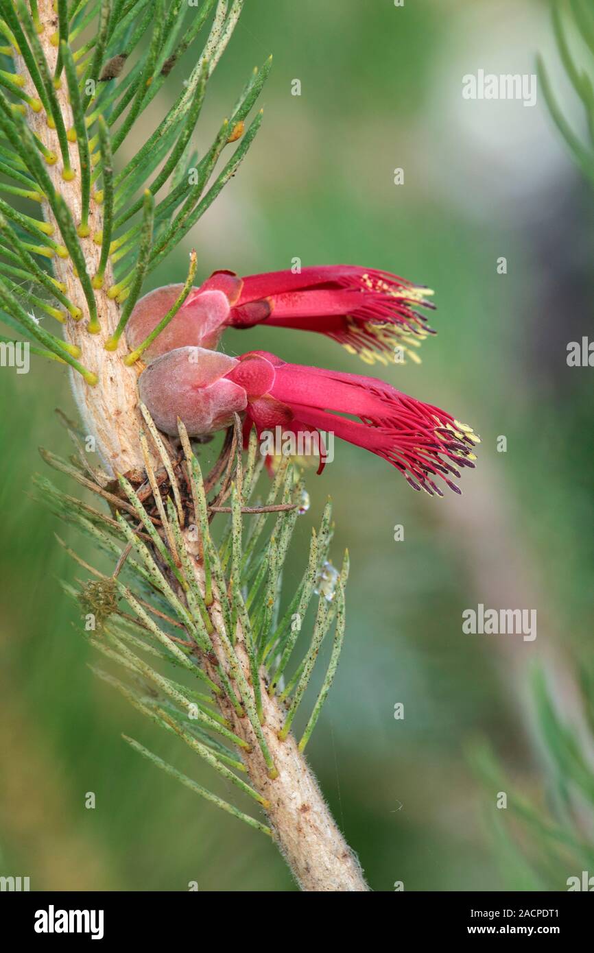 Common net bush (Calothamnus quadrifidus Stock Photo - Alamy