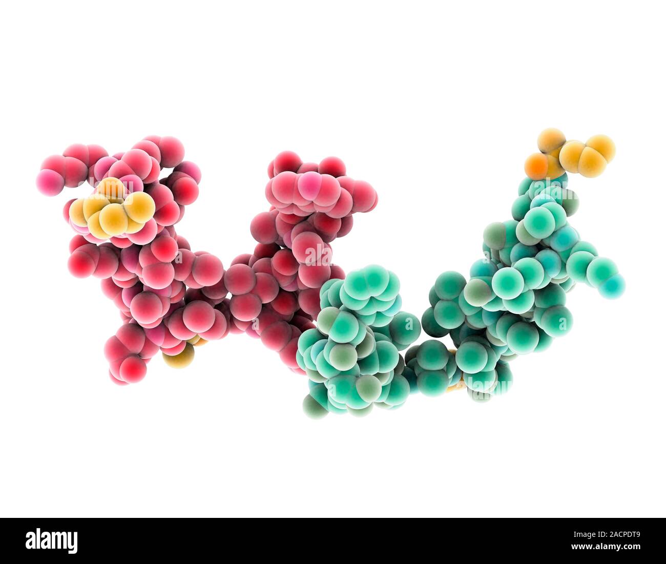 Hepatocyte nuclear factor. Molecule model of the transcription factor ...