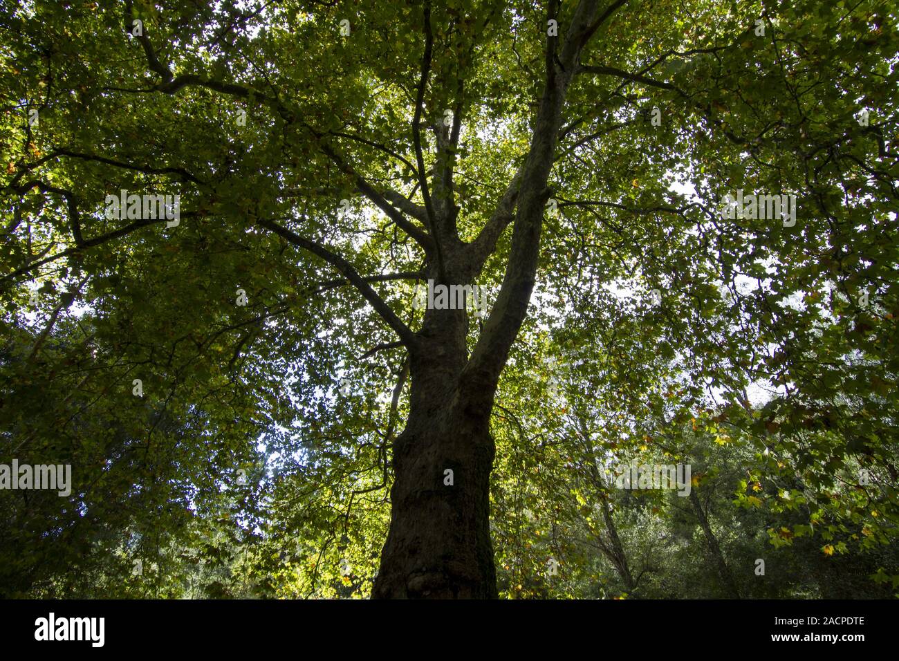 Tall forest tree hi-res stock photography and images - Alamy