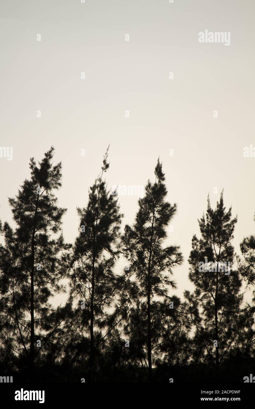 aligned pine trees Stock Photo - Alamy