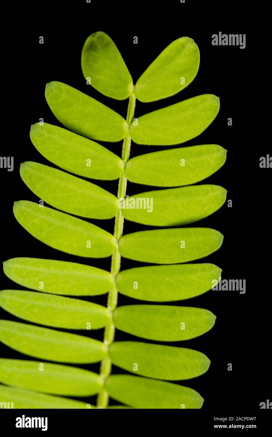 beautiful leaf lines Stock Photo - Alamy