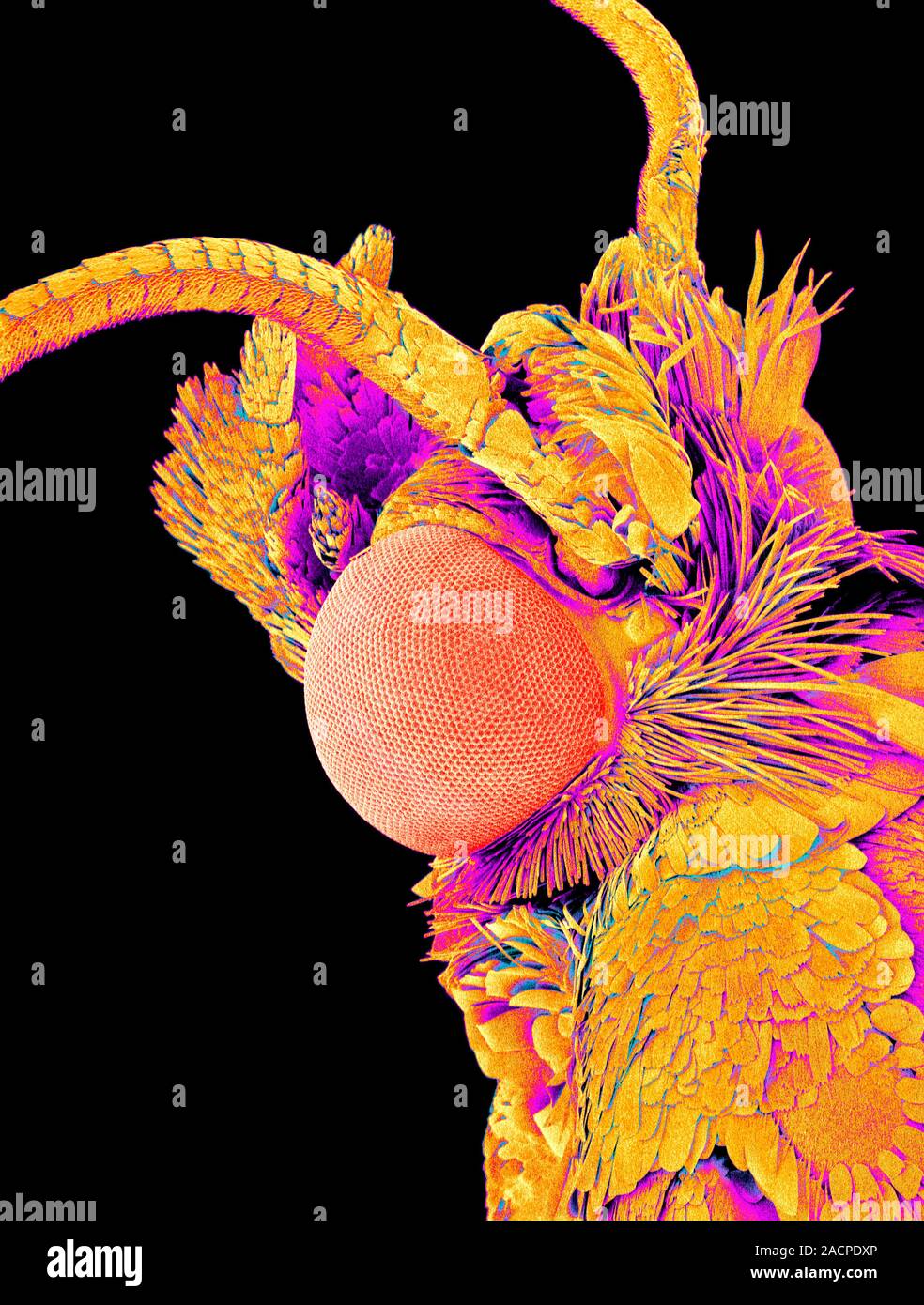 Moth head, coloured scanning electron micrograph (SEM). The head is ...