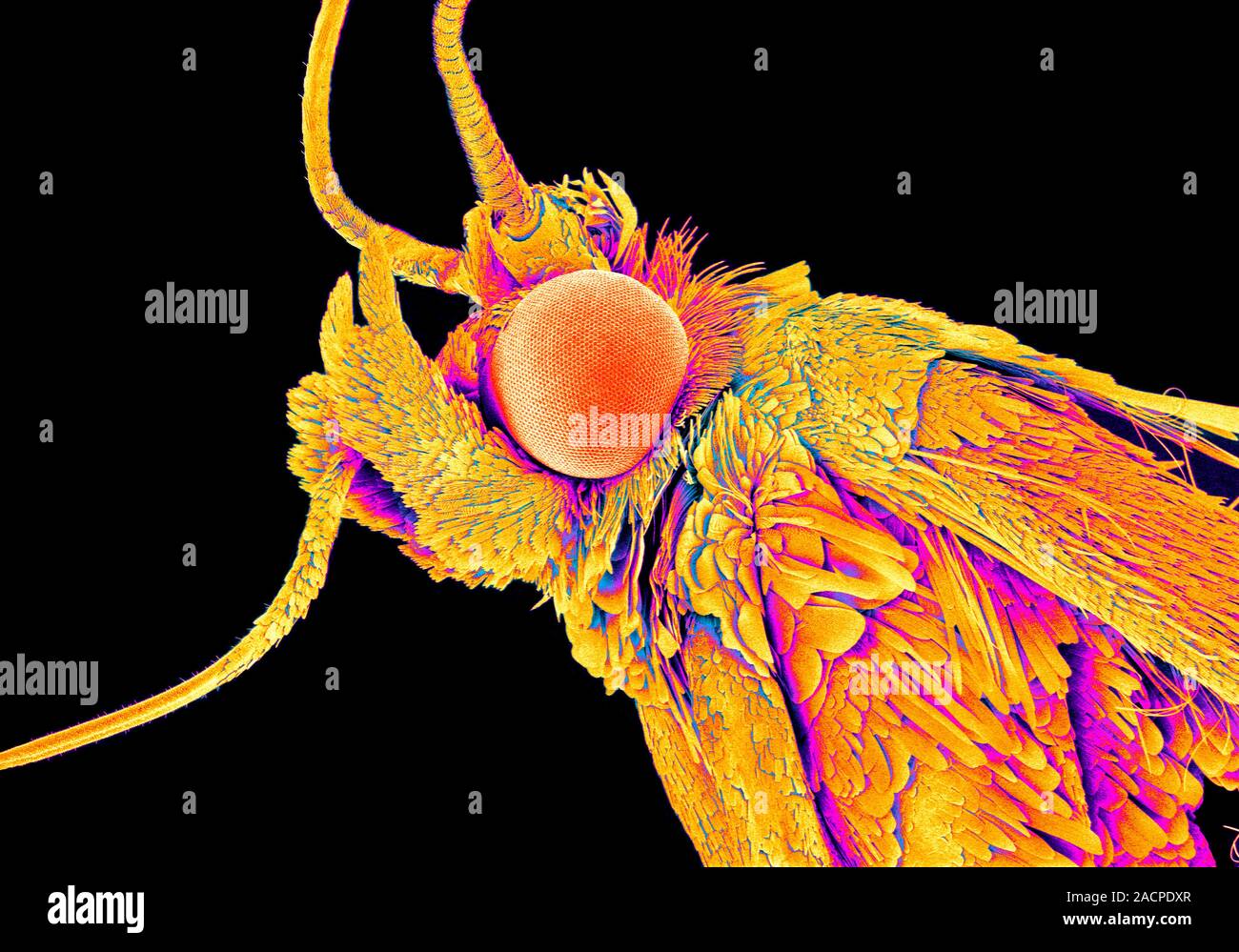 Moth head, coloured scanning electron micrograph (SEM). The head is ...