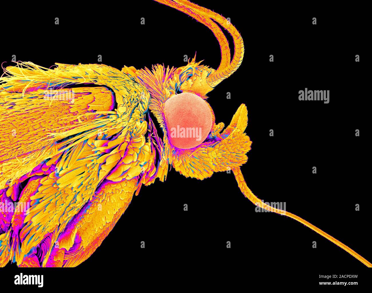 Moth head, coloured scanning electron micrograph (SEM). The head is ...