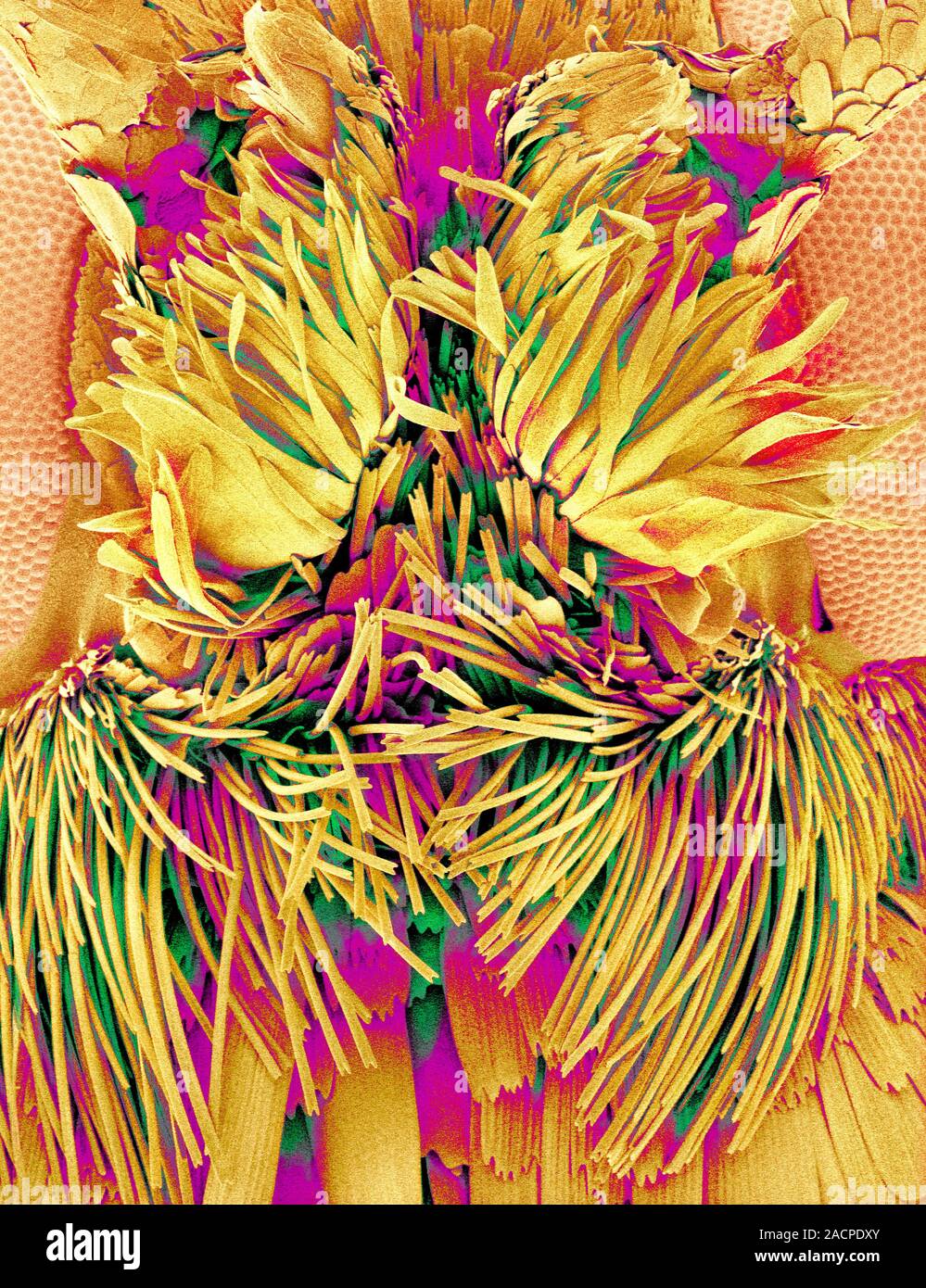 Moth head. coloured scanning electron micrograph (SEM) of the area of ...
