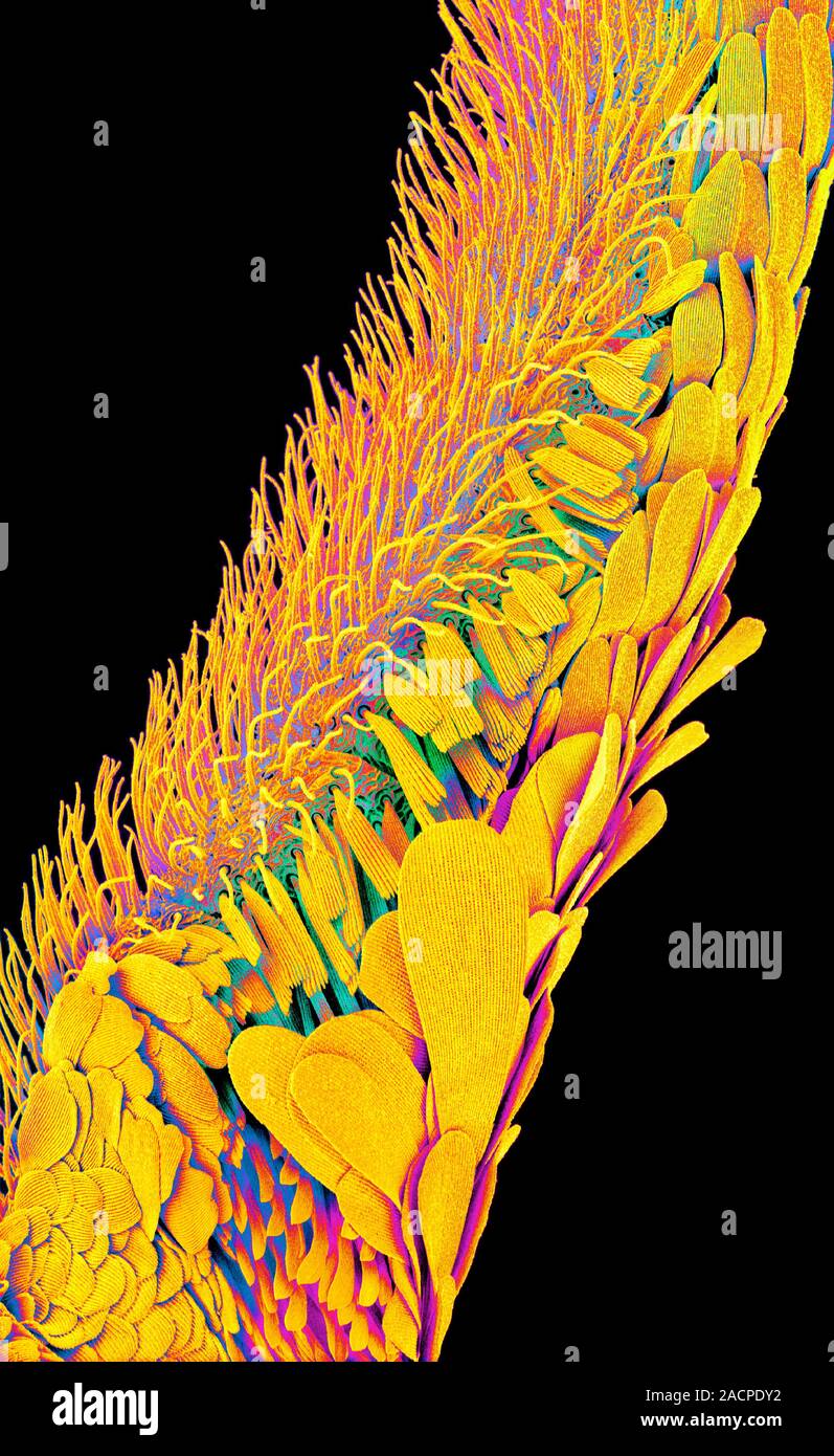 Moth antenna. Coloured scanning electron micrograph (SEM) of the ...