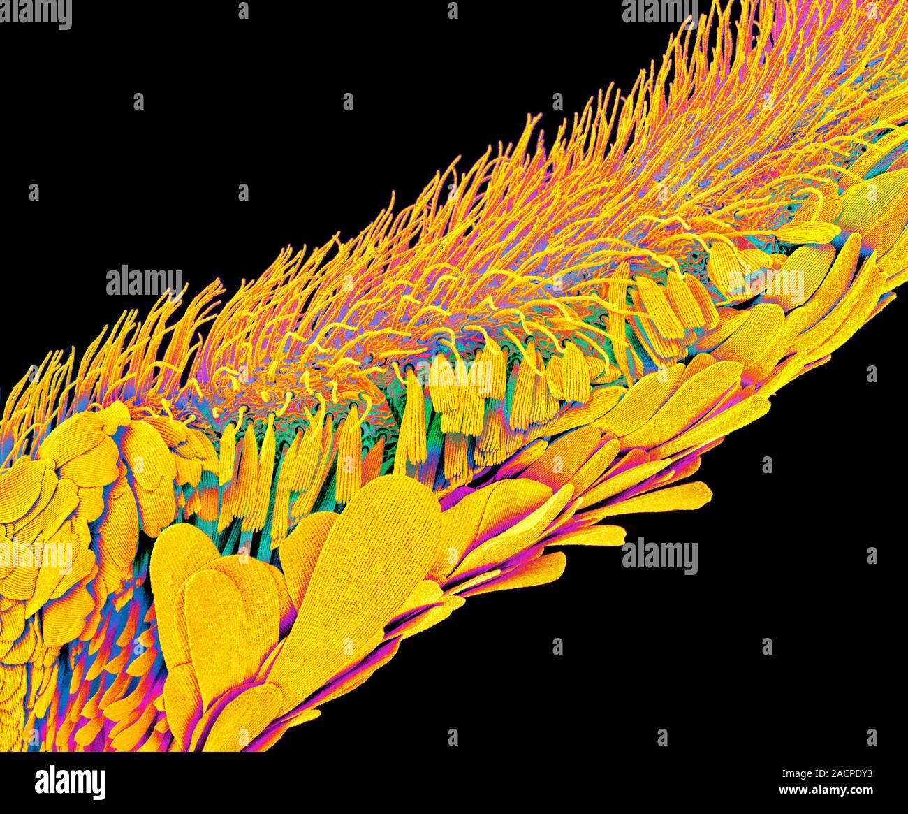 Moth antenna. Coloured scanning electron micrograph (SEM) of the ...