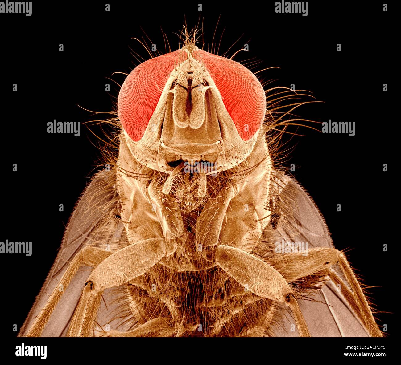 Fly. Coloured scanning electron micrograph (SEM) of a fly (order ...