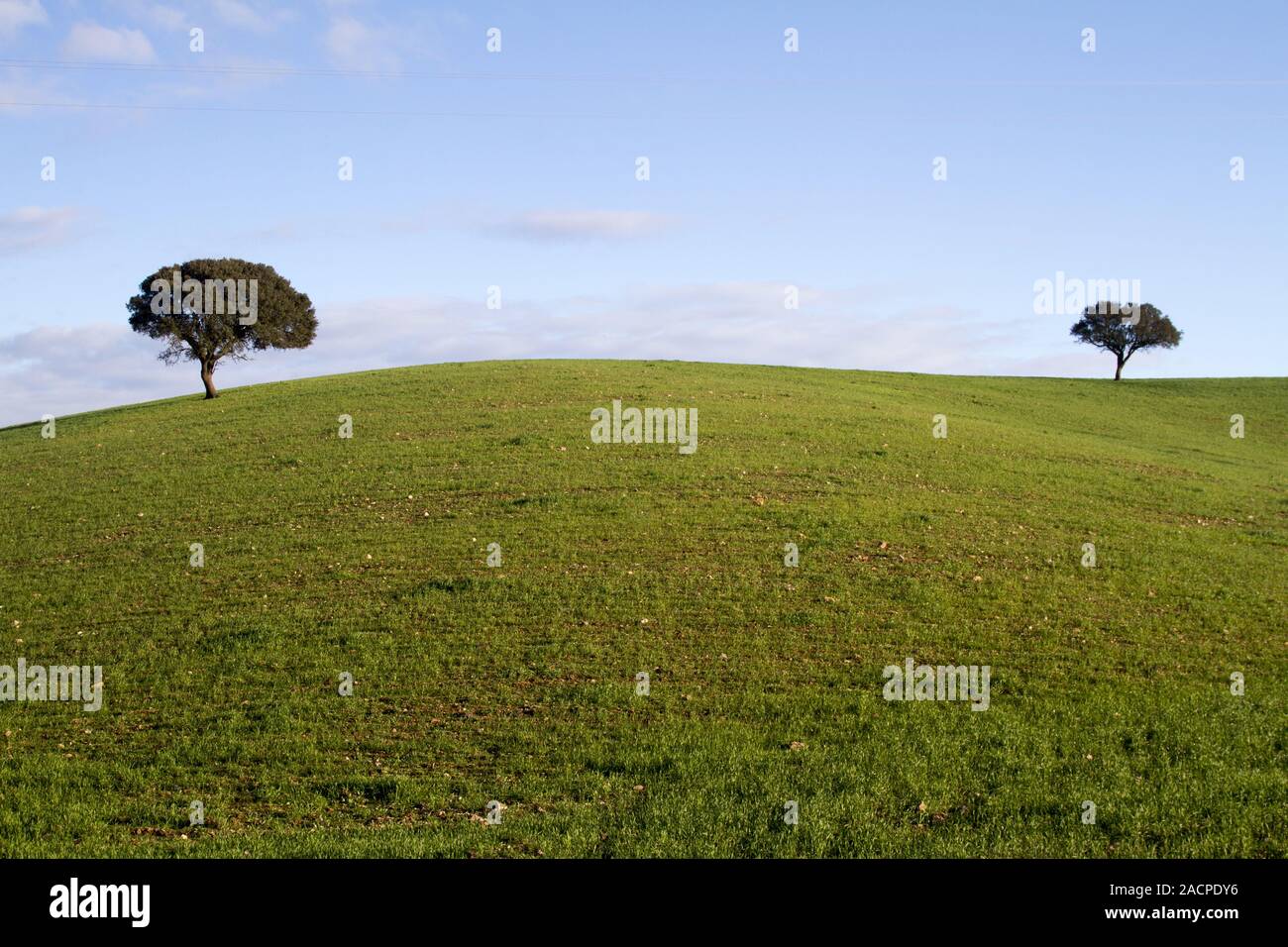 empty green hills with very few scattered trees Stock Photo - Alamy