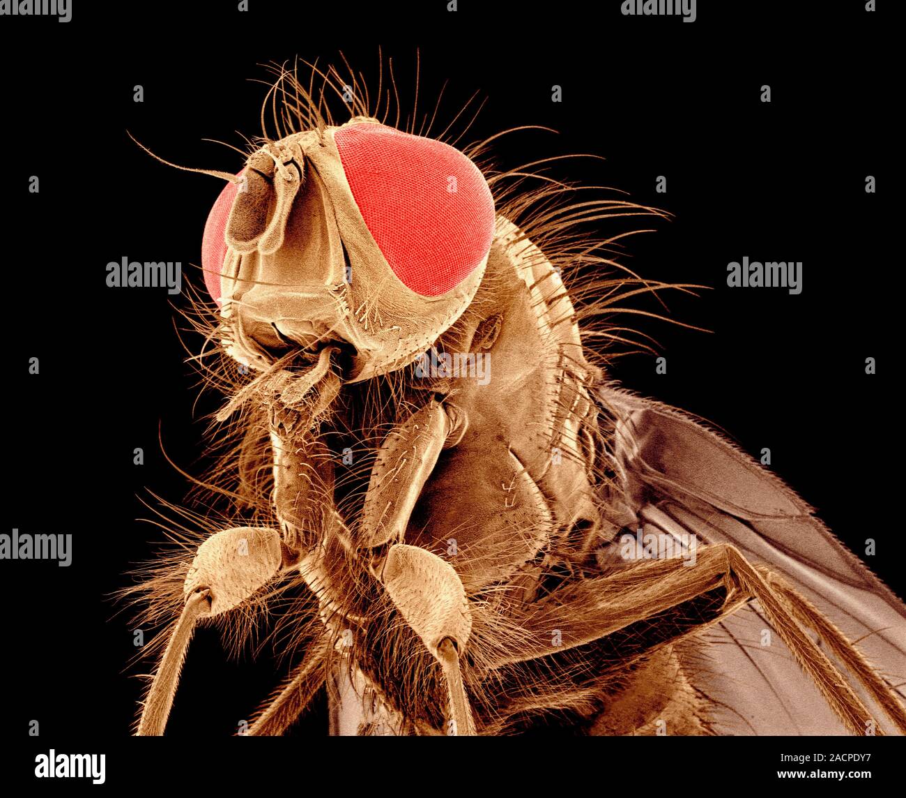 Fly. Coloured scanning electron micrograph (SEM) of a fly (order ...