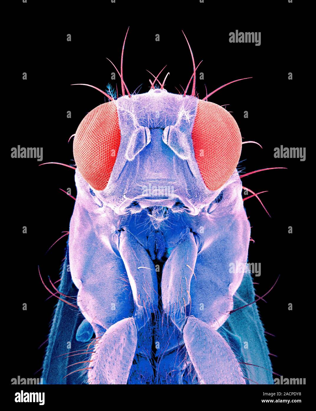 Fly. Coloured scanning electron micrograph (SEM) of a fly (order ...