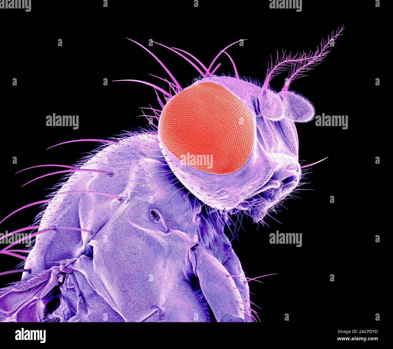 Fly. Coloured scanning electron micrograph (SEM) of a fly (order ...