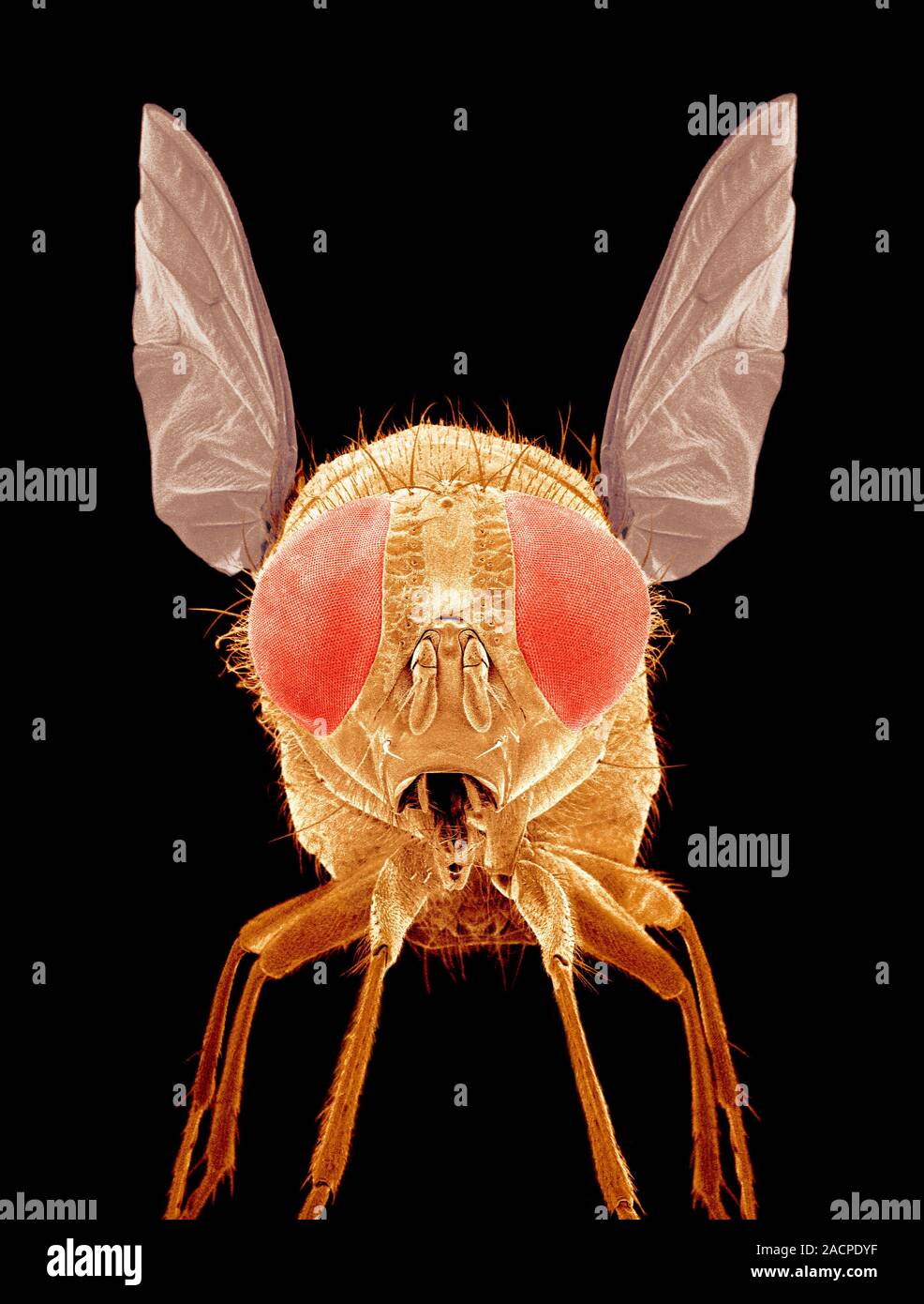 Fly. Coloured scanning electron micrograph (SEM) of a fly (order ...
