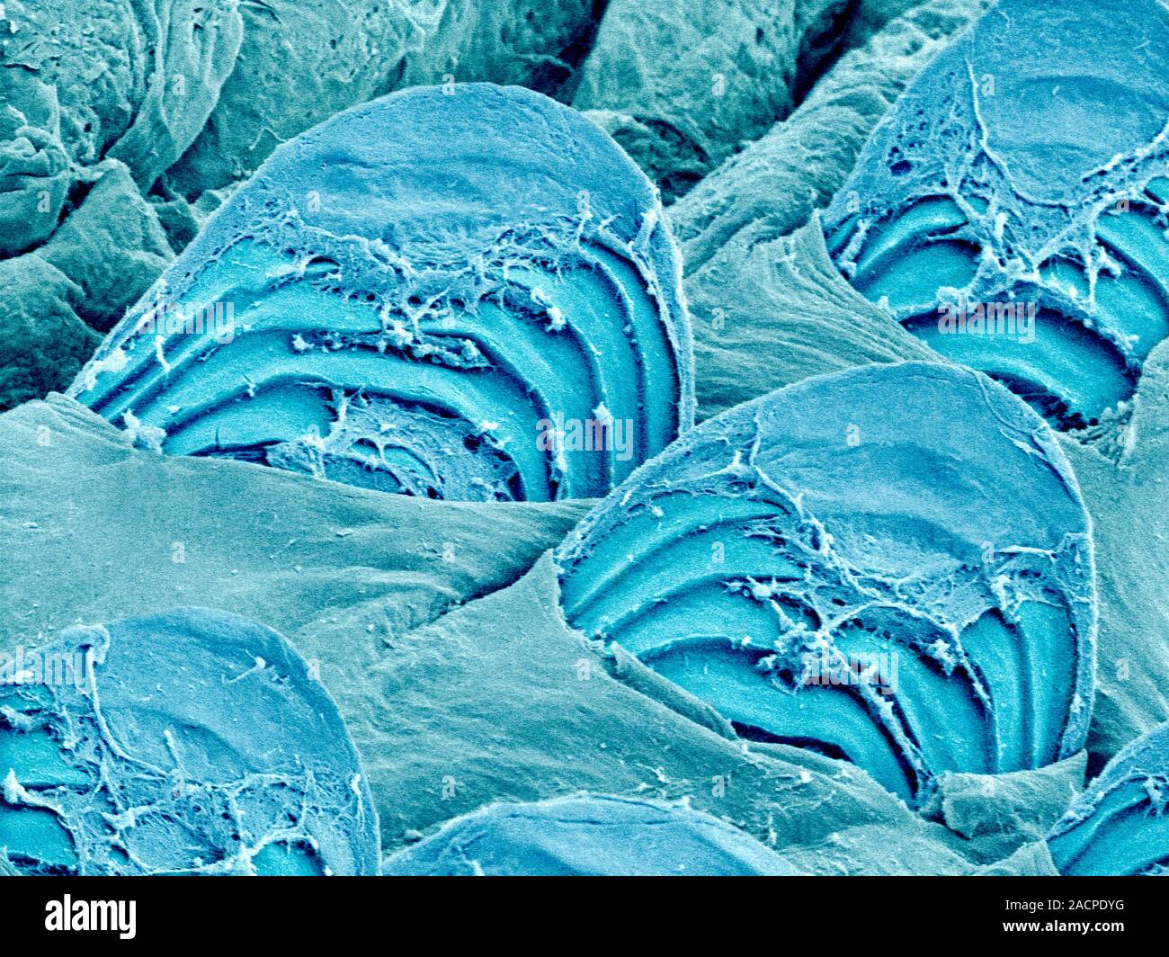 Fish scales, coloured scanning electron micrograph (SEM). The scales ...