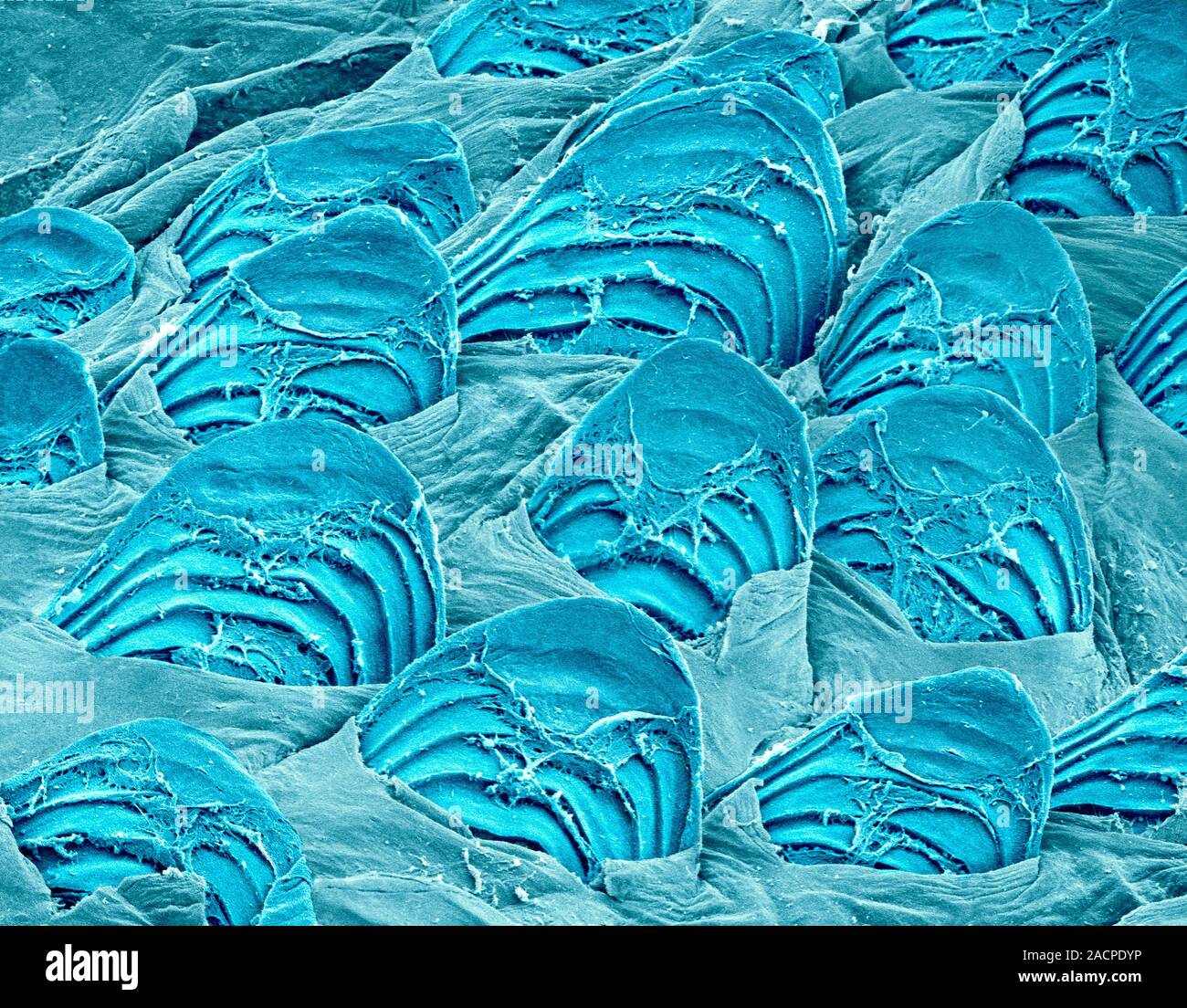 Fish scales, coloured scanning electron micrograph (SEM). The scales ...