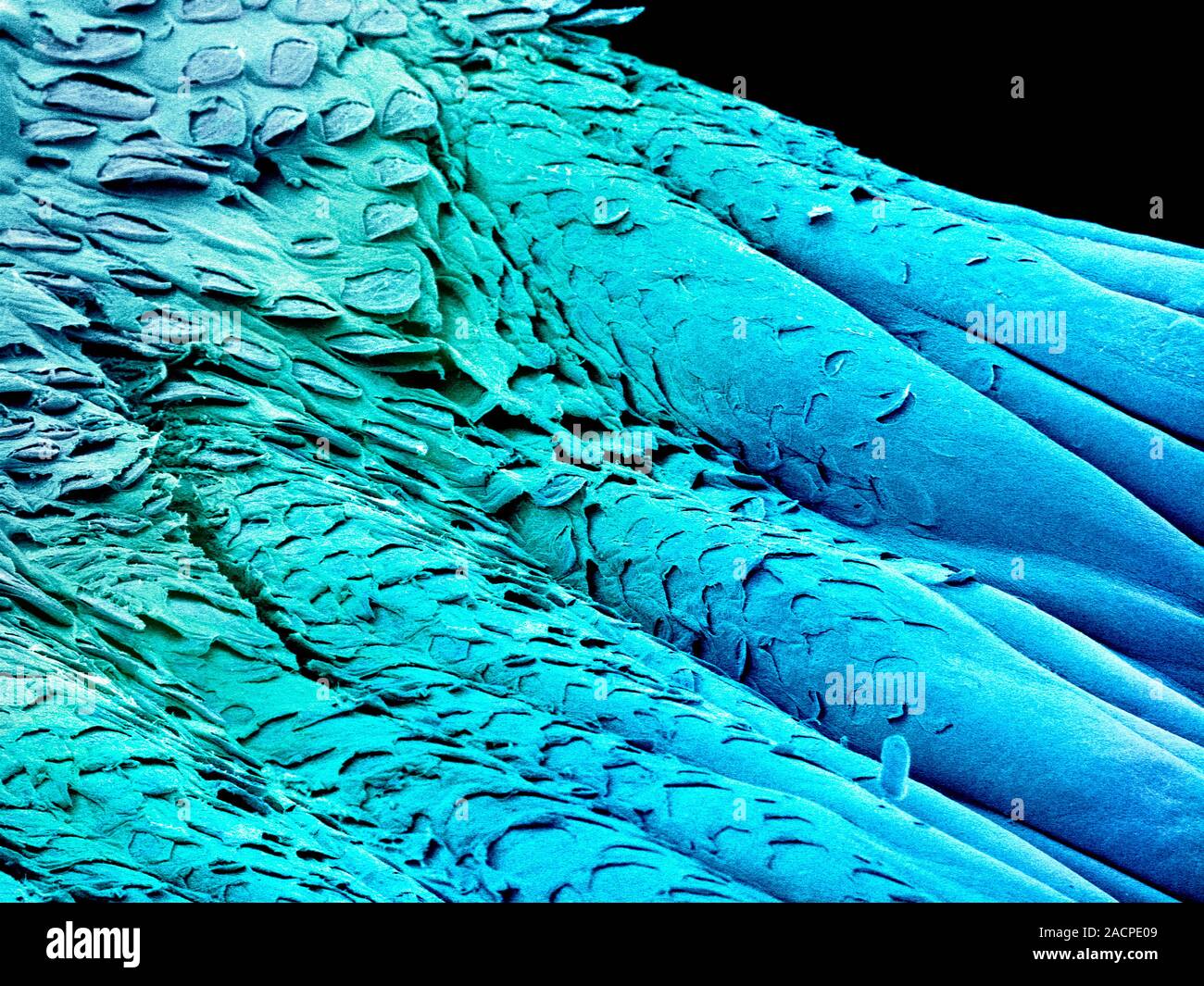 Fish fin. Coloured scanning electron micrograph (SEM) of a pectoral ...