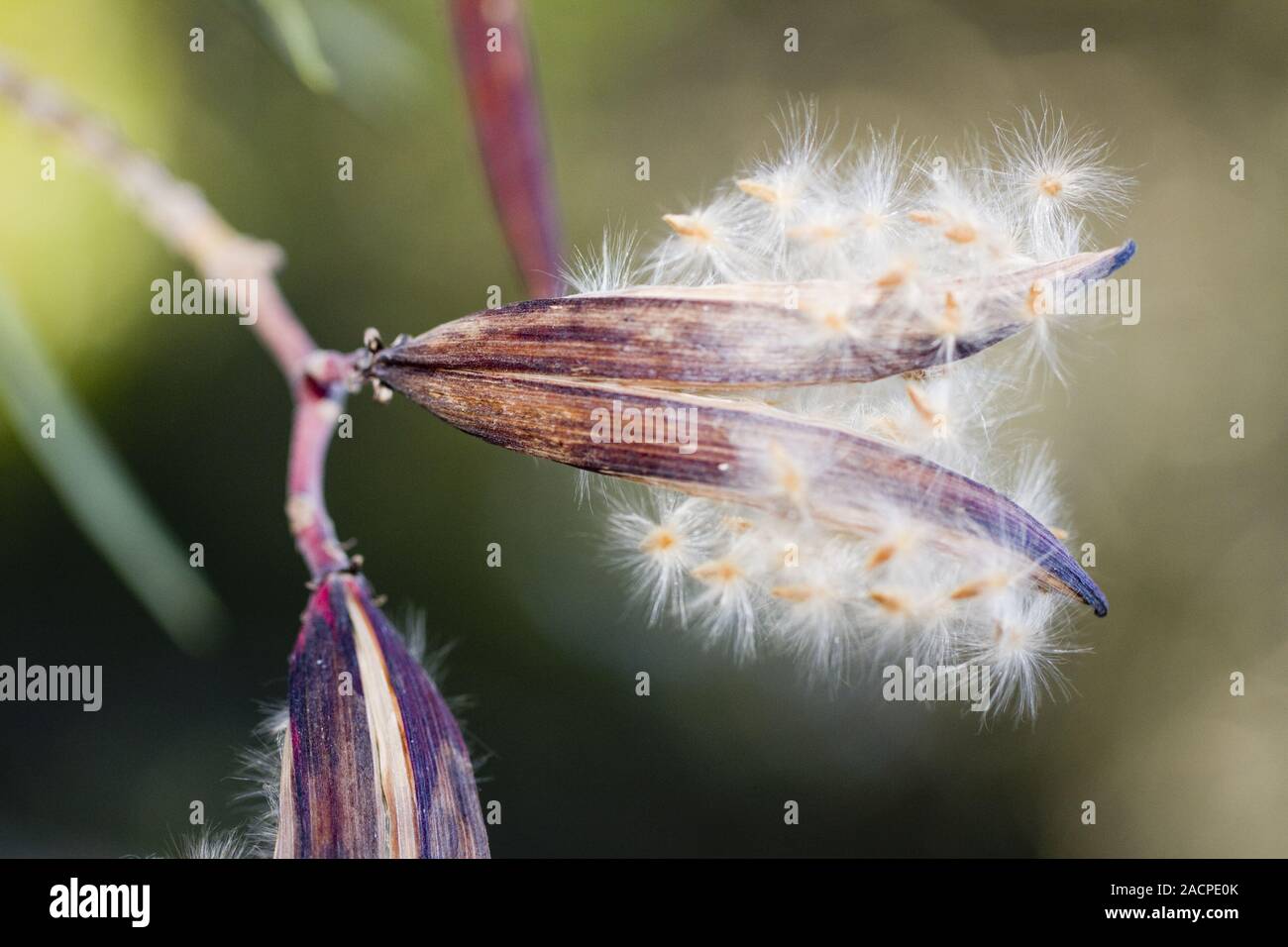 open seed capsule pod of a oleander nerium flower Stock Photo - Alamy