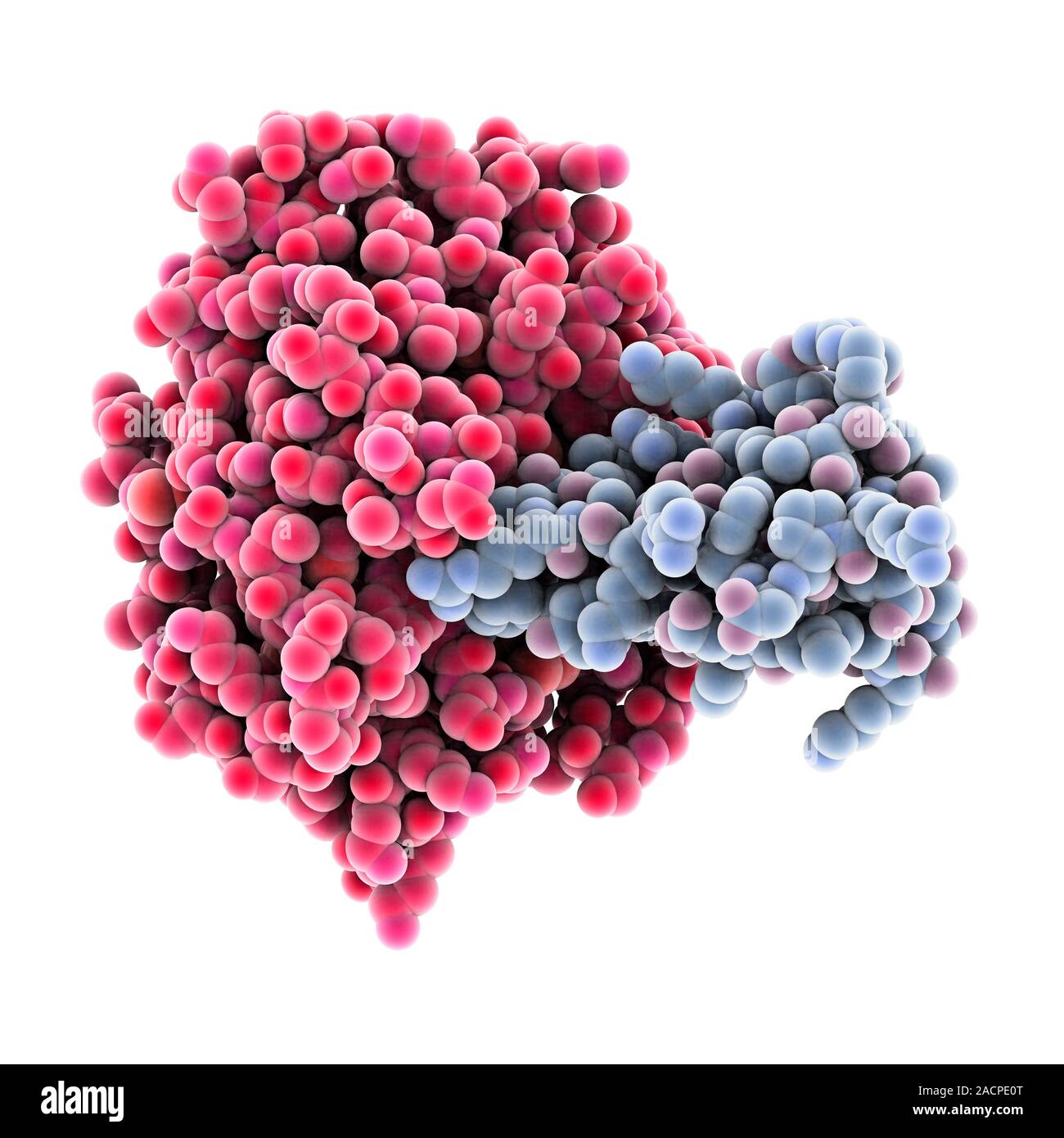 Trypsin molecule. Molecular model of the digestive protease enzyme beta ...