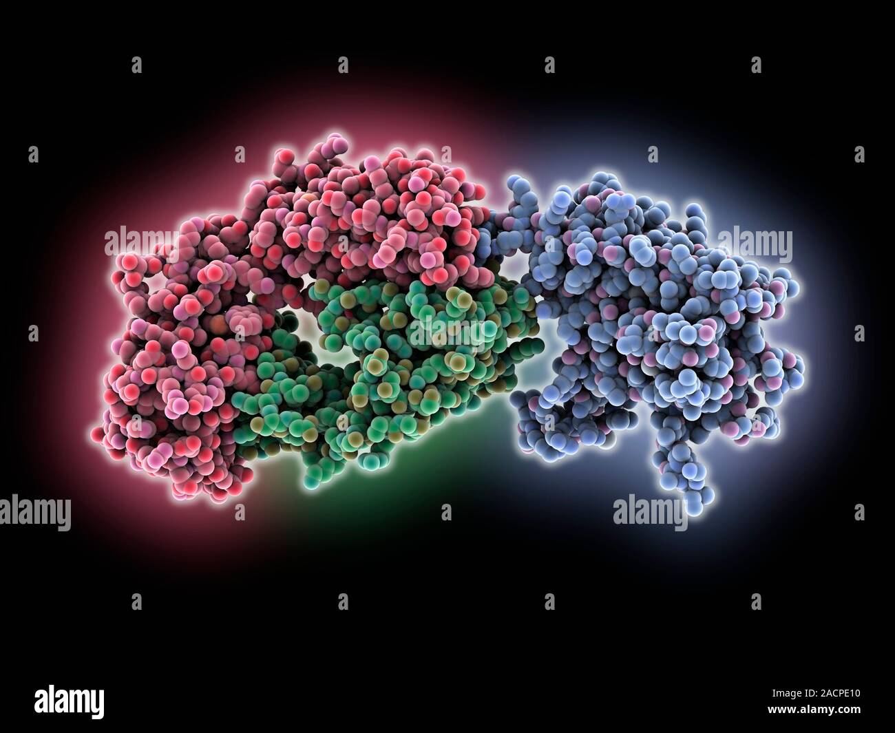 Beta-2 adrenergic receptor. Molecular model of a human beta-2 ...