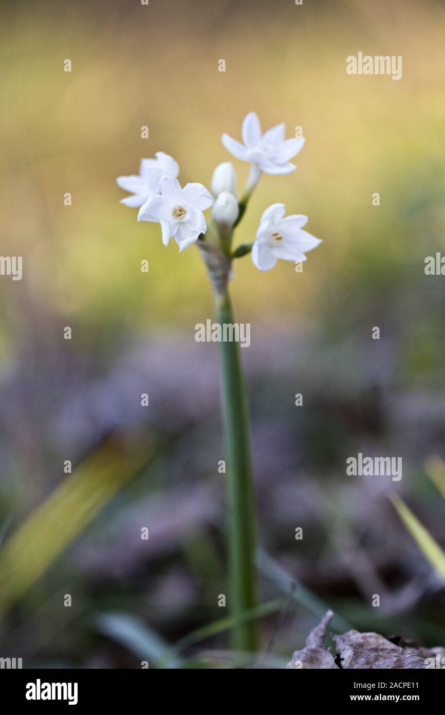 Paperwhite flower hi-res stock photography and images - Alamy
