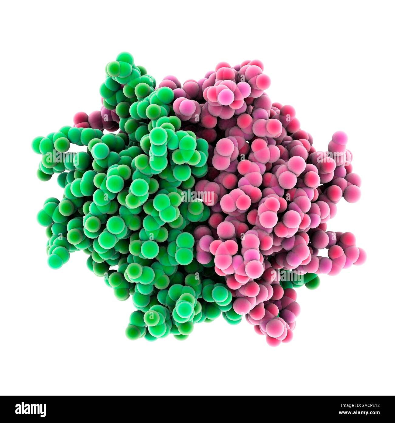 Streptavidin bacterial protein, molecular model. Streptavidin is a ...