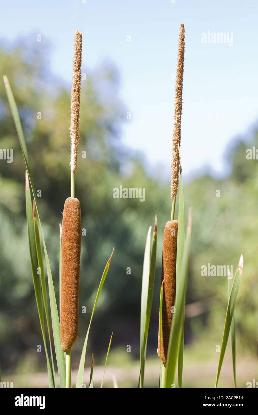 Tall wetland plant hi-res stock photography and images - Alamy