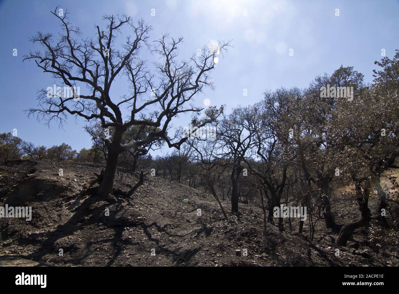 Lifeless forest hi-res stock photography and images - Alamy