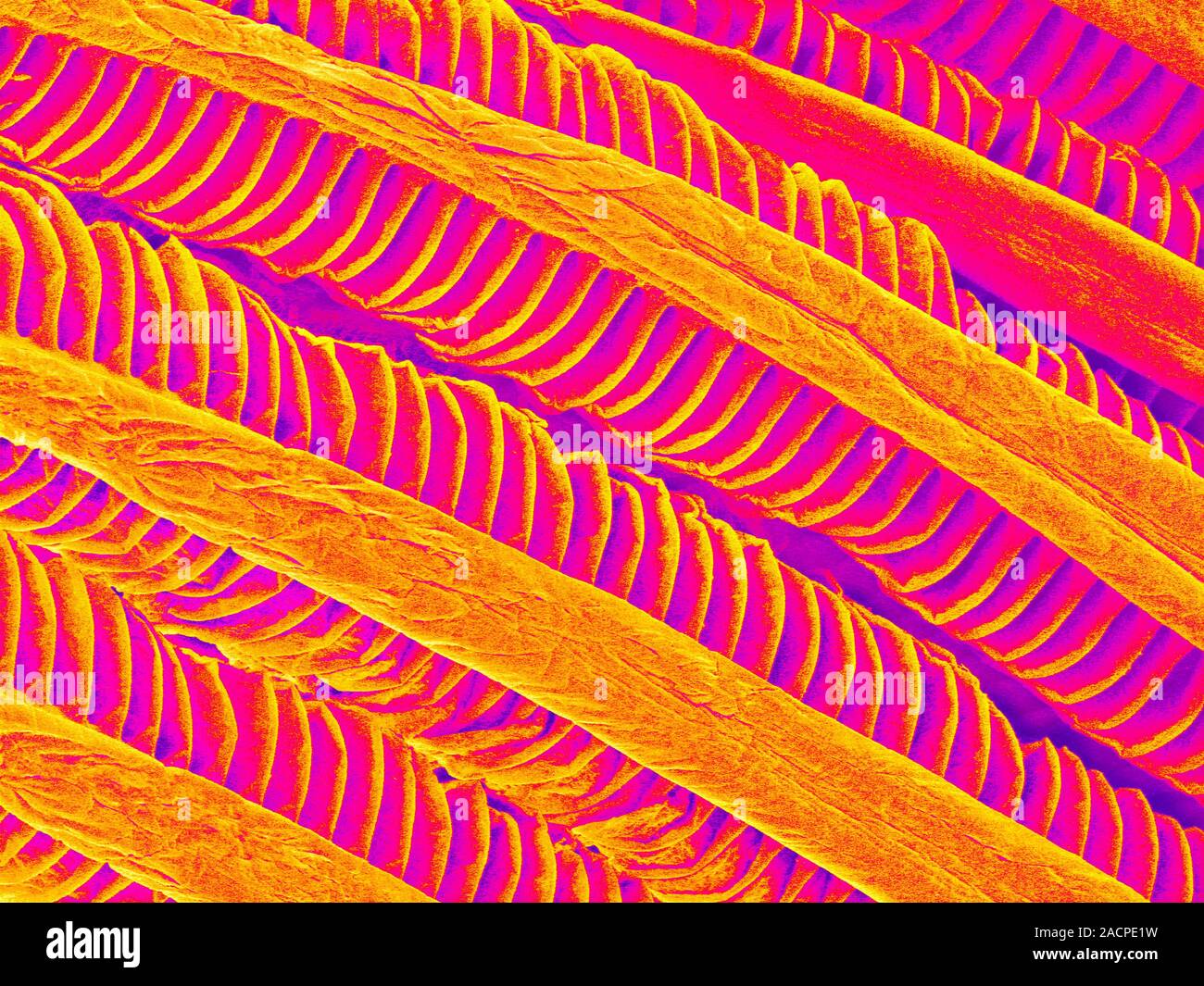 Fish gills. Coloured scanning electron micrograph (SEM) of filaments ...