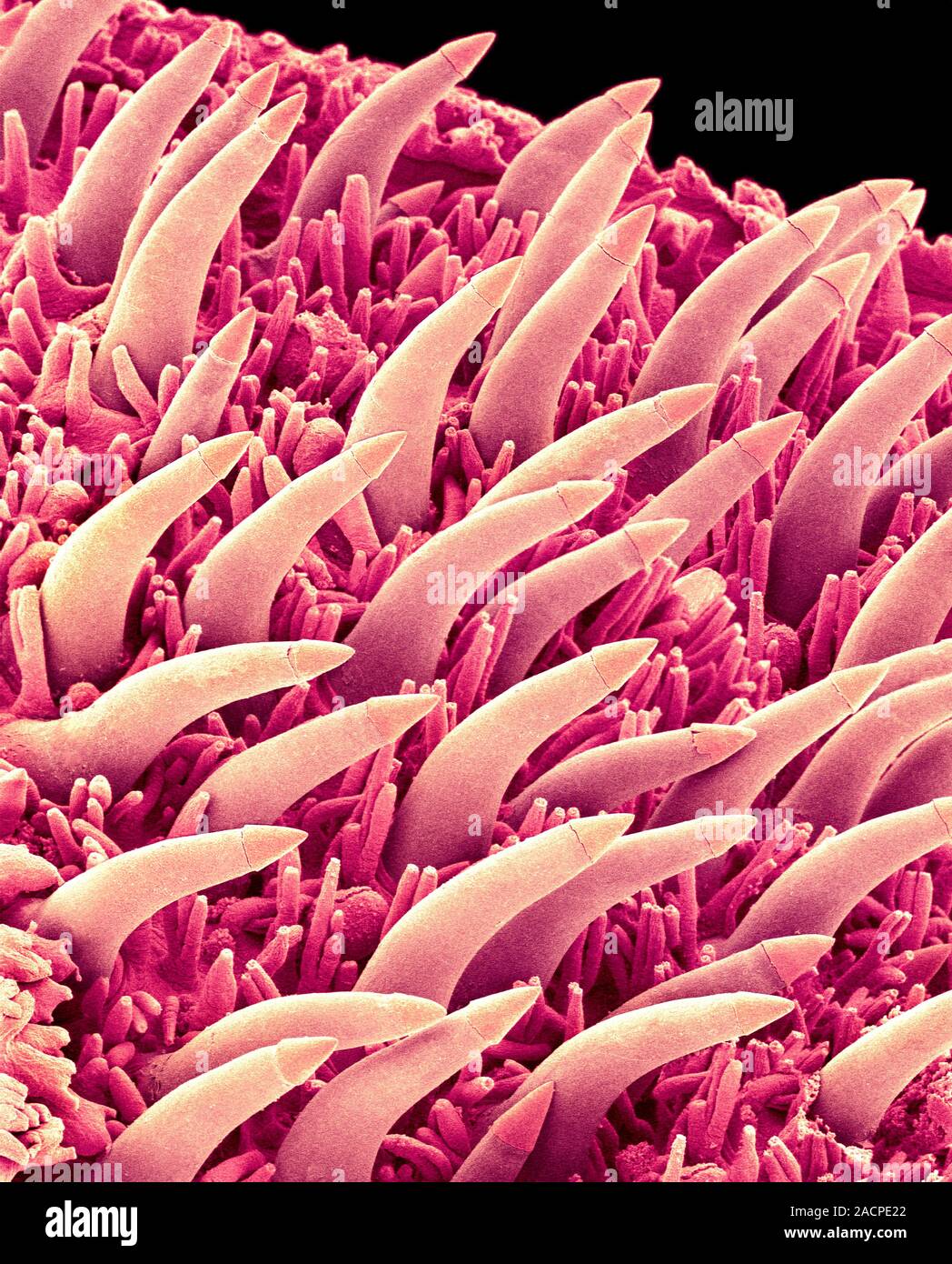 Fish taste buds, coloured scanning electron micrograph (SEM). In fish ...
