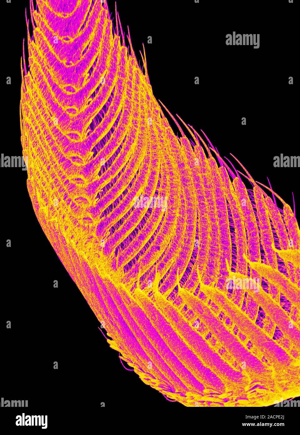 Moth antenna. Coloured scanning electron micrograph (SEM) of a moth's ...
