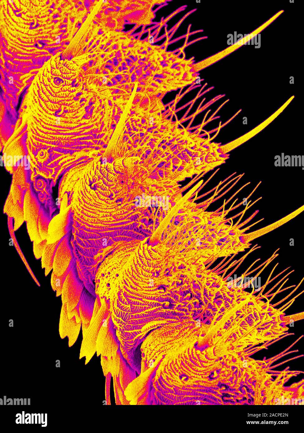 Moth antenna. Coloured scanning electron micrograph (SEM) of a moth's ...