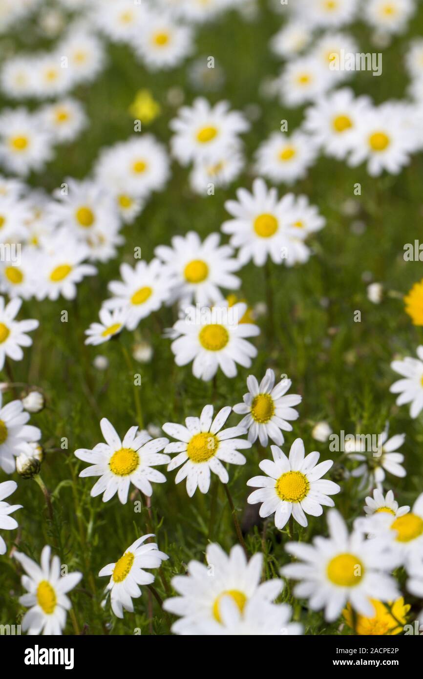 White daisy field flowers hi-res stock photography and images - Alamy