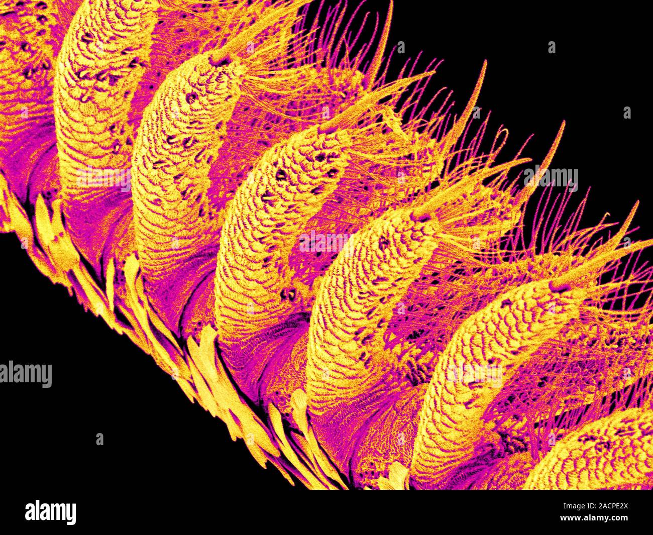 Moth antenna. Coloured scanning electron micrograph (SEM) of a moth's ...