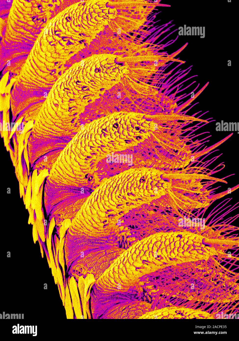 Moth antenna. Coloured scanning electron micrograph (SEM) of a moth's ...
