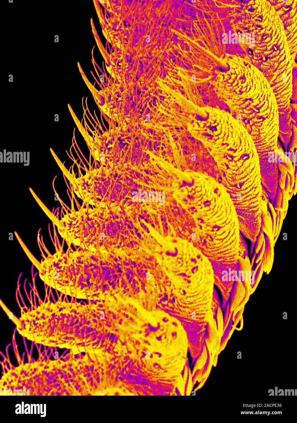Moth antenna. Coloured scanning electron micrograph (SEM) of a moth's ...