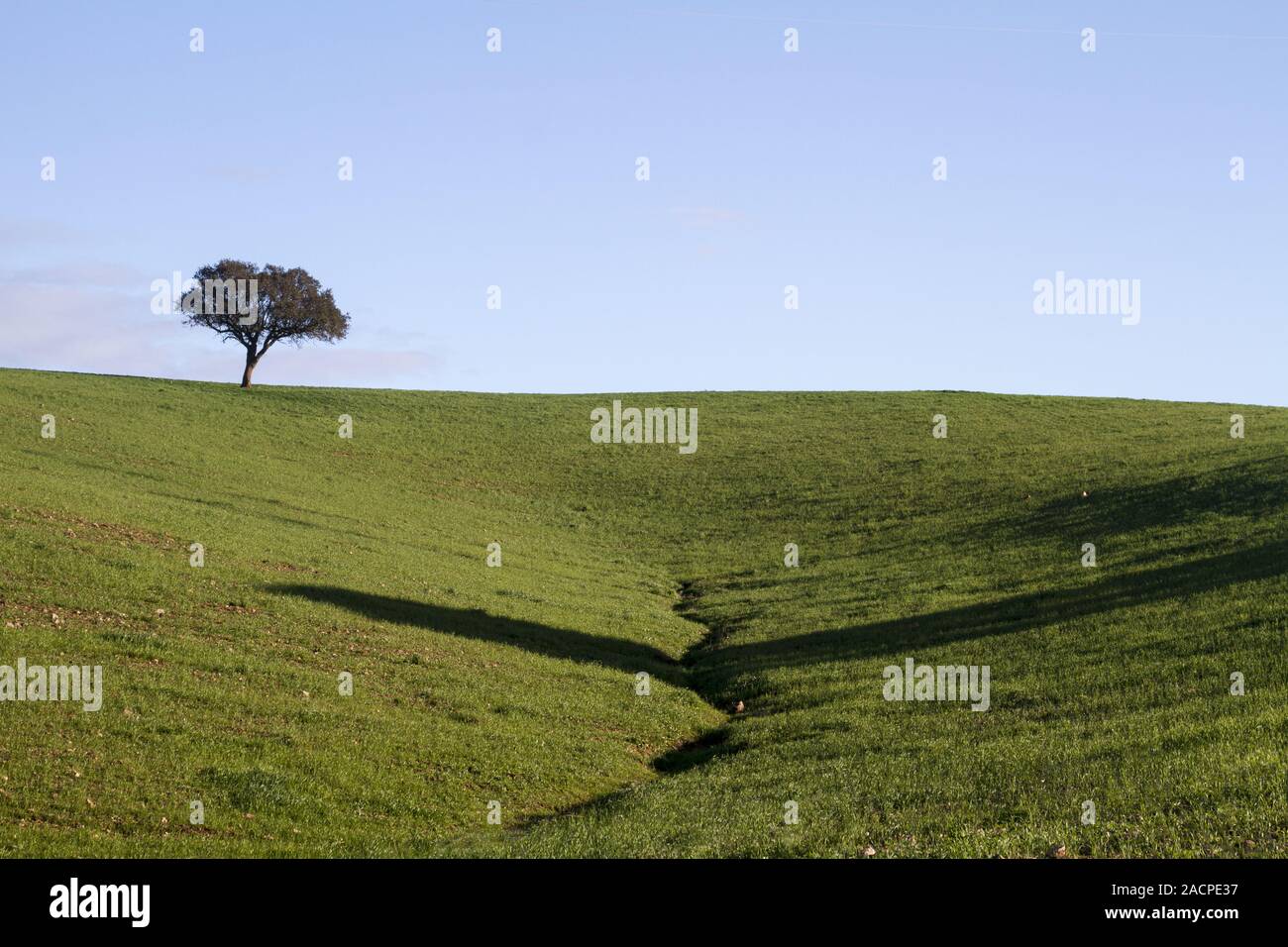 Scattered trees hi-res stock photography and images - Alamy