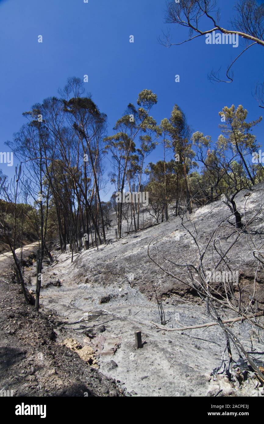 Burned woods hi-res stock photography and images - Alamy